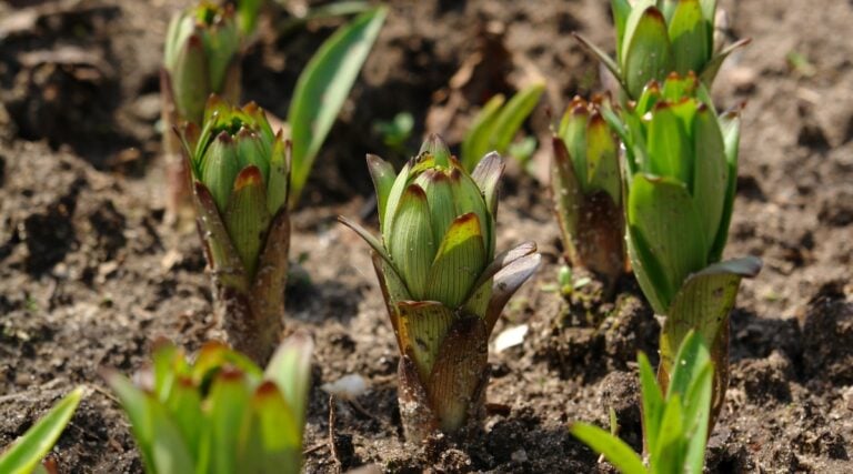 How to Plant, Grow, and Care for Stargazer Lilies