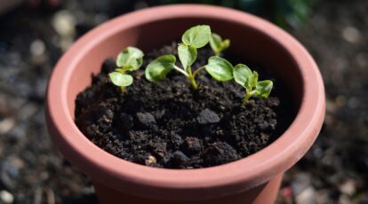 How to Plant, Grow, and Care for Roselle
