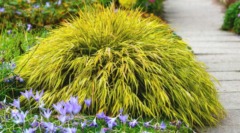 How to Plant, Grow, and Care for Japanese Forest Grass