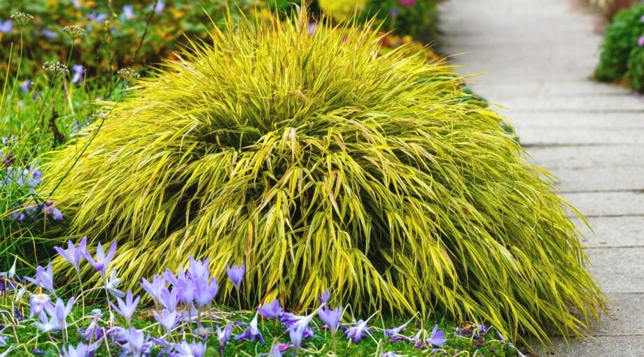 How to Plant, Grow, and Care for Japanese Forest Grass