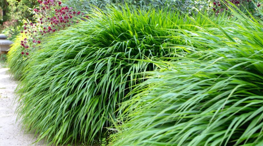 How to Plant, Grow, and Care for Japanese Forest Grass