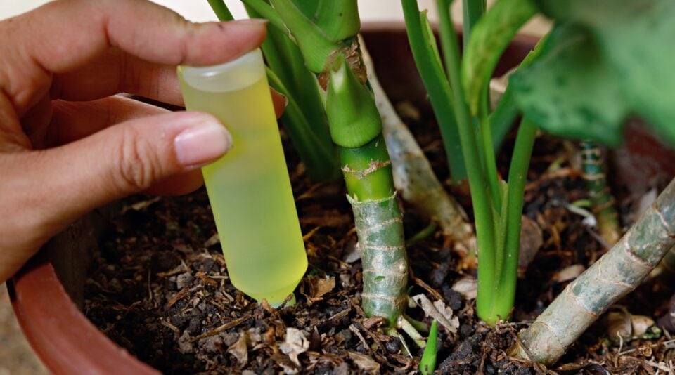 Houseplant Fertilizers: A Beginner's Guide
