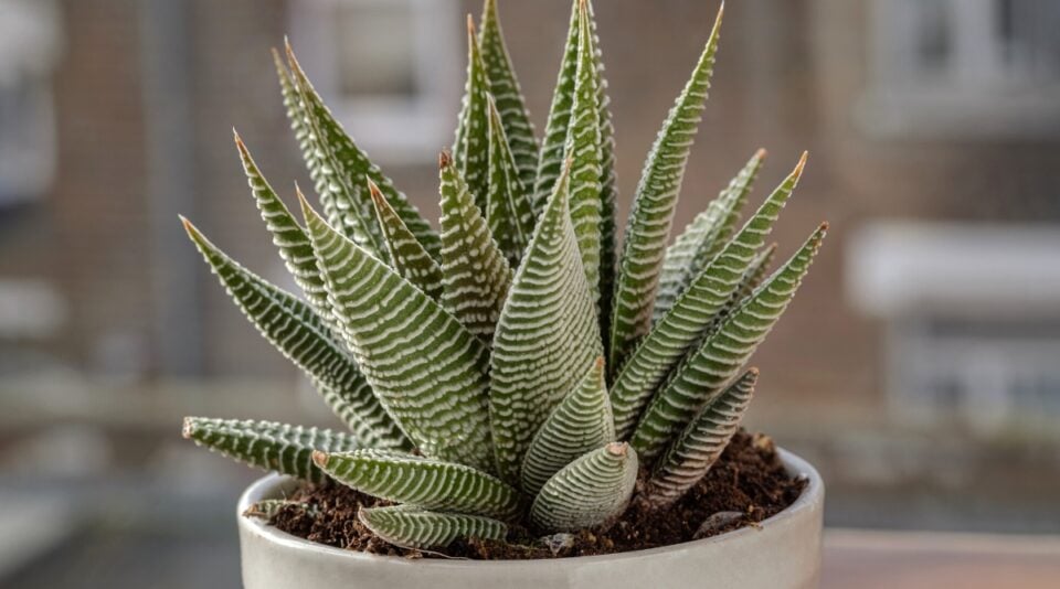 27 Easy To Grow Succulents for Beginners