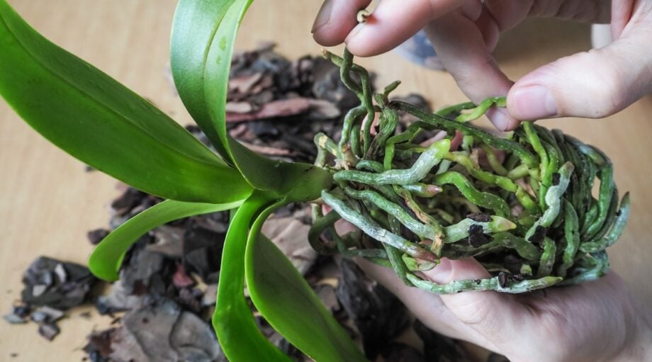 How to Grow and Care for Rhynchostylis Foxtail Orchids – Nature's Gateway