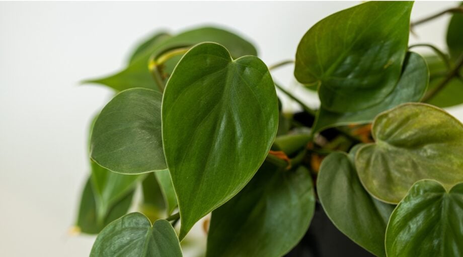 21 Best Trailing Plants for Pots and Containers