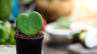 How to Plant, Grow, and Care for Hoya Kerrii