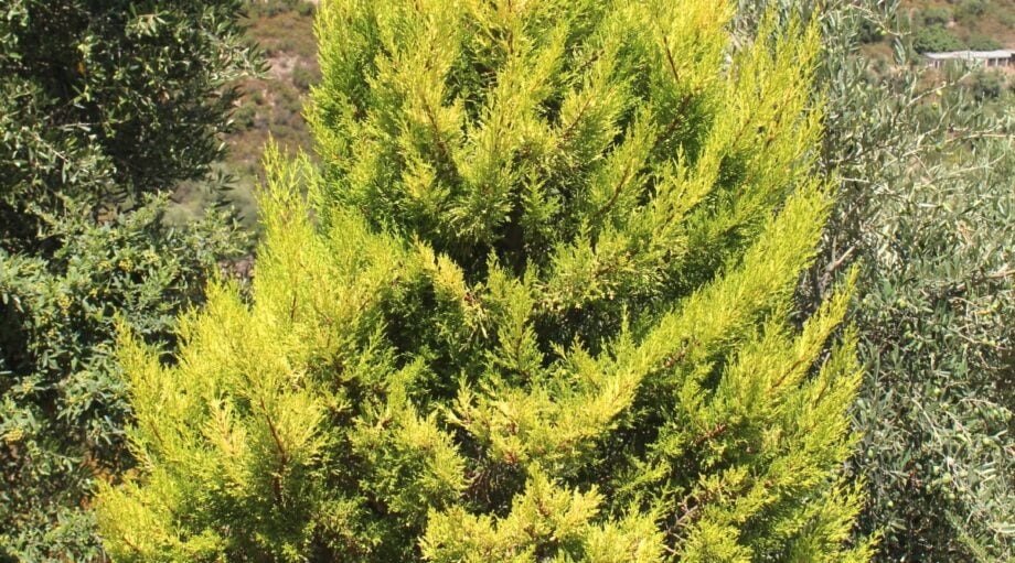 How to Plant, Grow, and Care for Lemon Cypress Trees