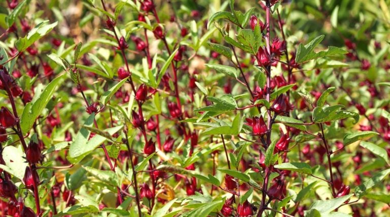 How to Plant, Grow, and Care for Roselle