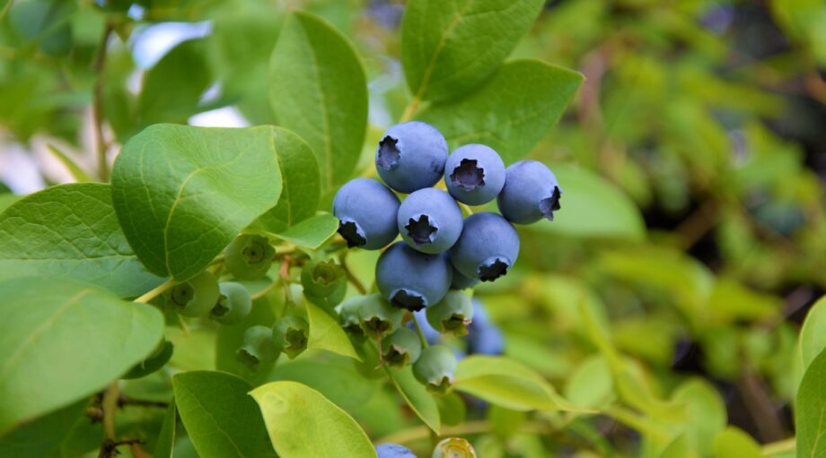 27 Different Types of Blueberries For Your Garden