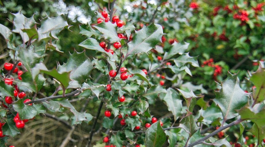 How to Plant, Grow, and Care for Blue Holly