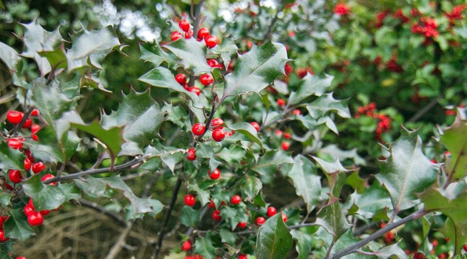 How to Plant, Grow, and Care for Blue Holly