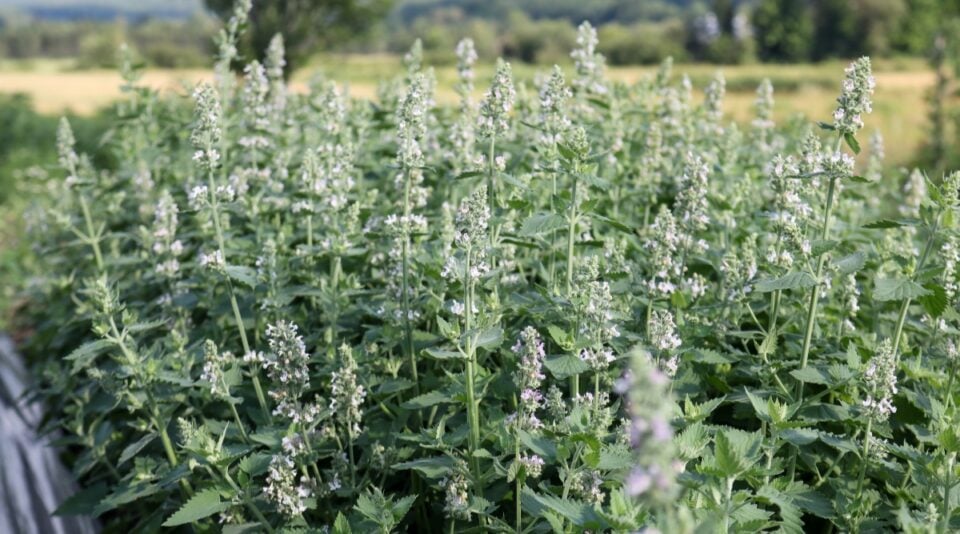 How to Plant, Grow, and Care for Catnip