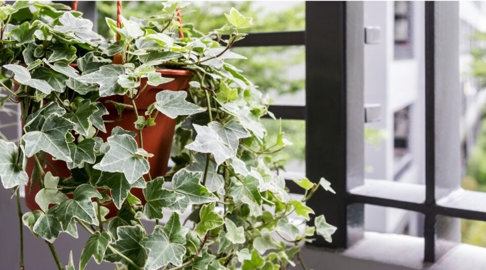 21 Best Trailing Plants for Pots and Containers