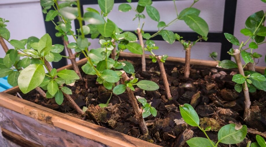 How to Plant, Grow, and Care for Oregon Grape