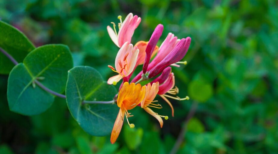How to Plant, Grow, and Care for Coral Honeysuckle