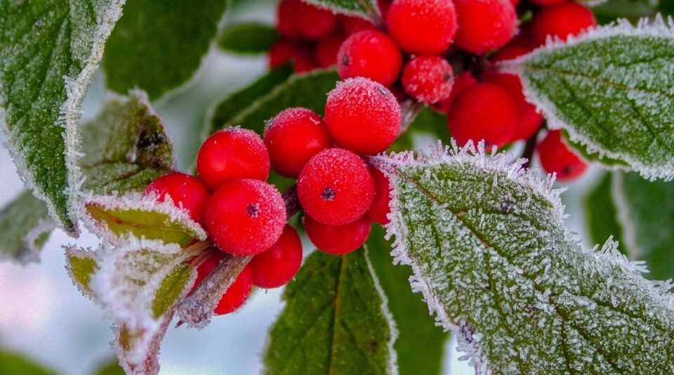 How to Plant, Grow, and Care for Winterberry Holly