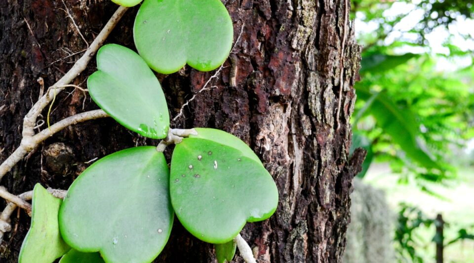 How to Plant, Grow, and Care for Hoya Kerrii – Nature's Gateway
