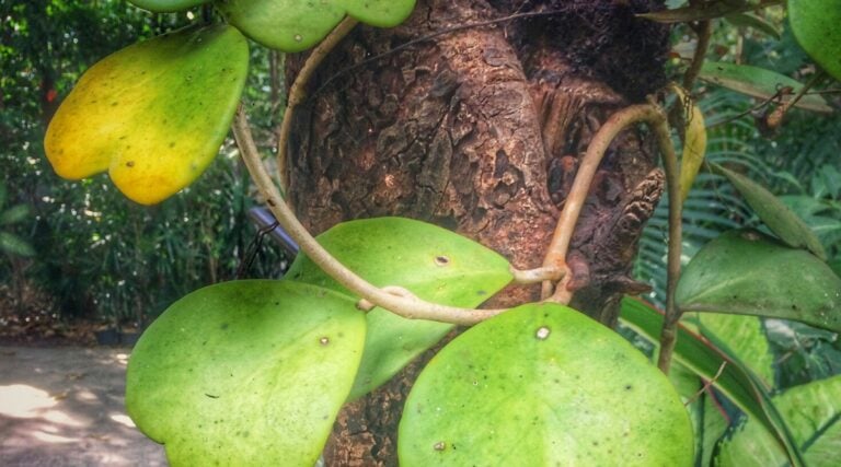 How to Plant, Grow, and Care for Hoya Kerrii