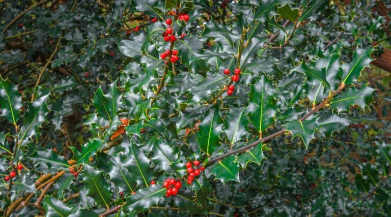 How to Plant, Grow, and Care for Blue Holly