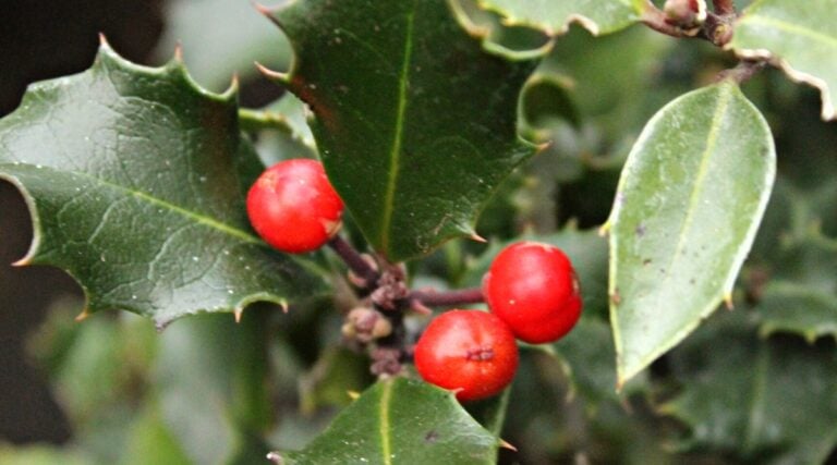 How to Plant, Grow, and Care for Blue Holly