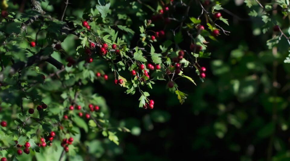 How to Plant, Grow, and Care for Winterberry Holly