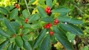 How to Plant, Grow, and Care for Winterberry Holly