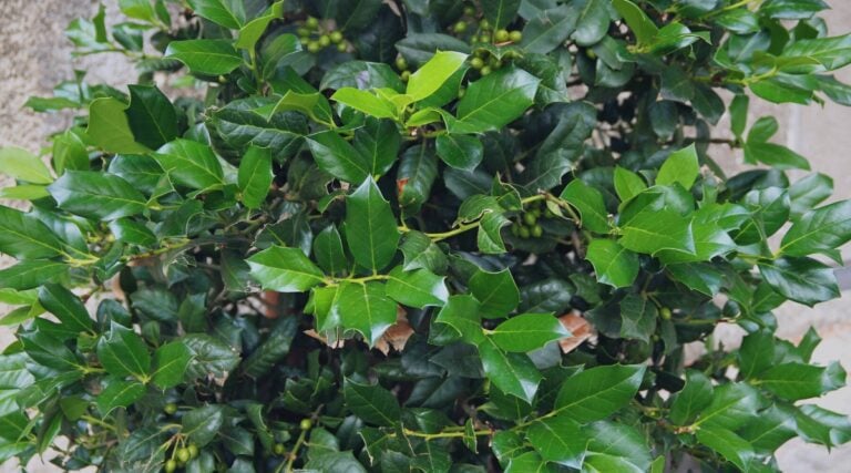 How to Plant, Grow, and Care for Blue Holly
