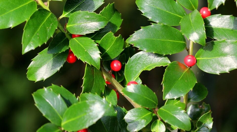 How to Plant, Grow, and Care for Blue Holly