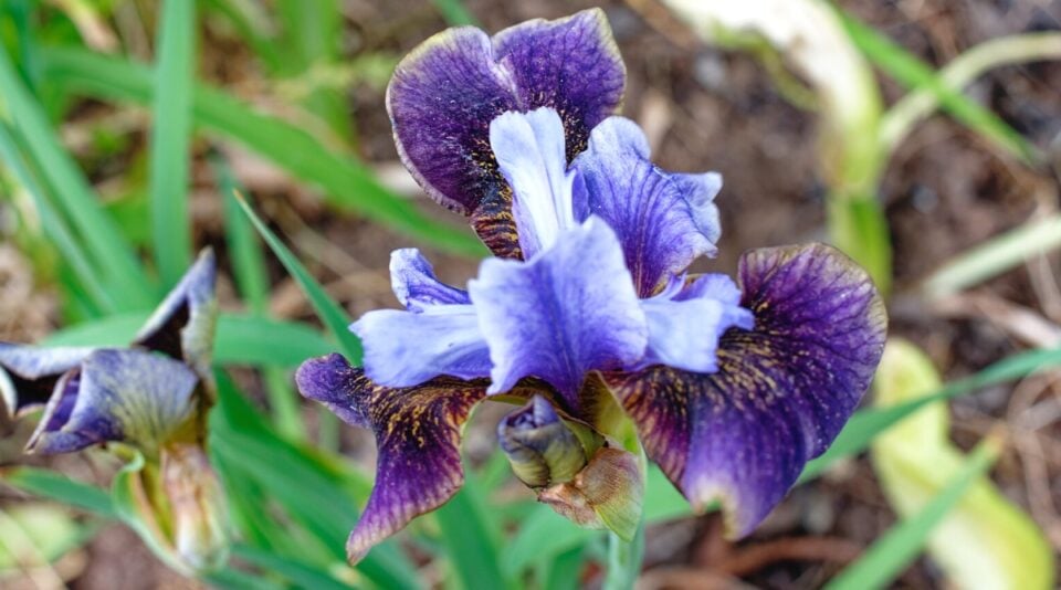 15 Varieties of Siberian Iris for Your Garden