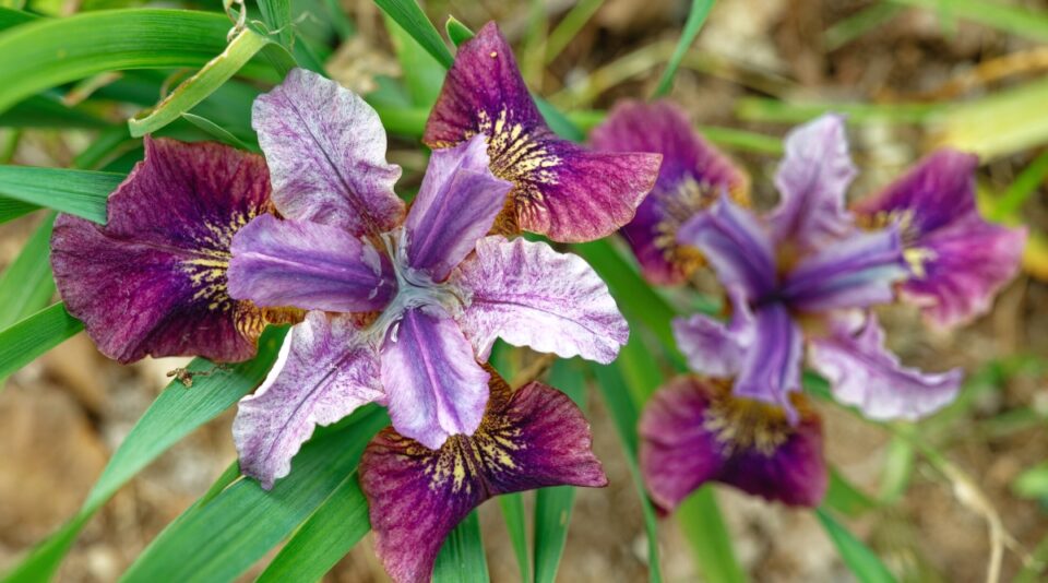 15 Varieties of Siberian Iris for Your Garden