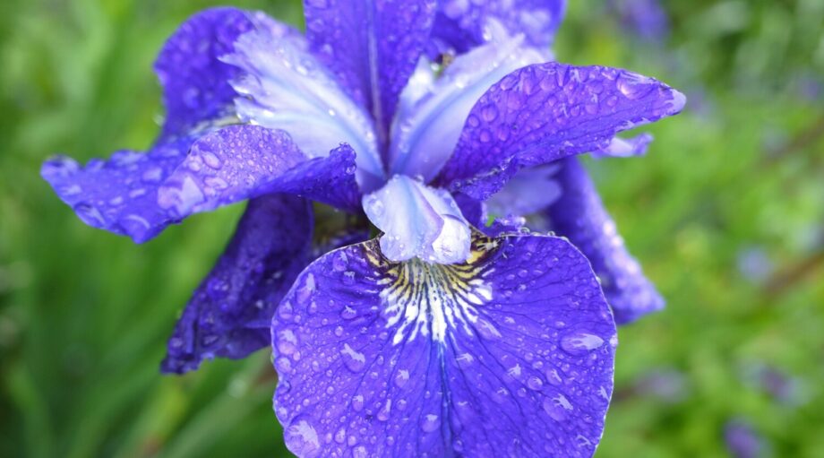 15 Varieties of Siberian Iris for Your Garden