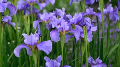 15 Varieties of Siberian Iris for Your Garden