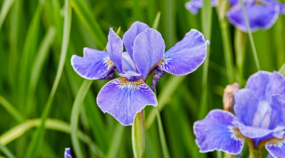 15 Varieties of Siberian Iris for Your Garden