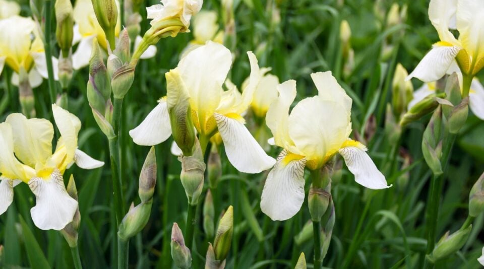 15 Varieties of Siberian Iris for Your Garden
