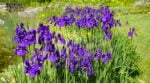 How to Plant, Grow, and Care for Siberian Iris Flowers
