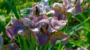 How to Plant, Grow, and Care for Siberian Iris Flowers