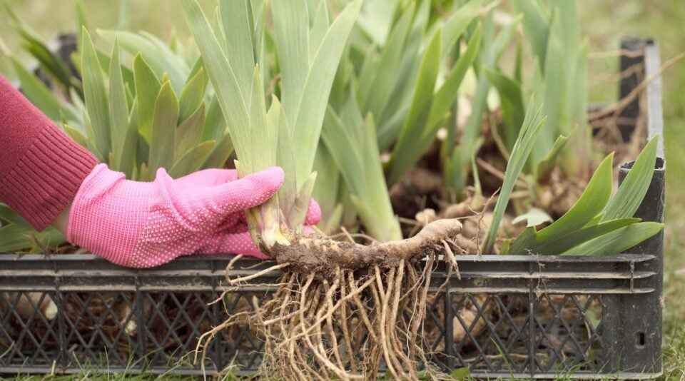 How to Plant, Grow, and Care for Siberian Iris Flowers