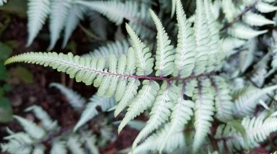 How to Plant, Grow, and Care For Japanese Painted Ferns