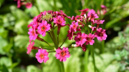 How to Plant, Grow, and Care for Primrose Flowers