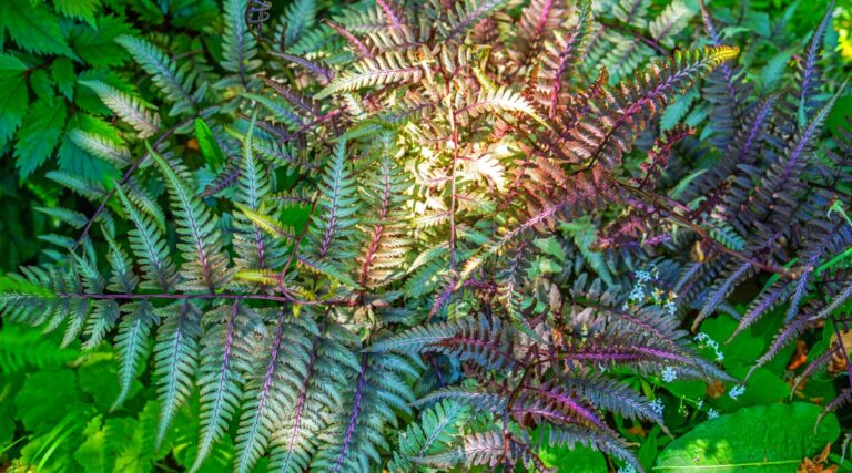How to Plant, Grow, and Care For Japanese Painted Ferns