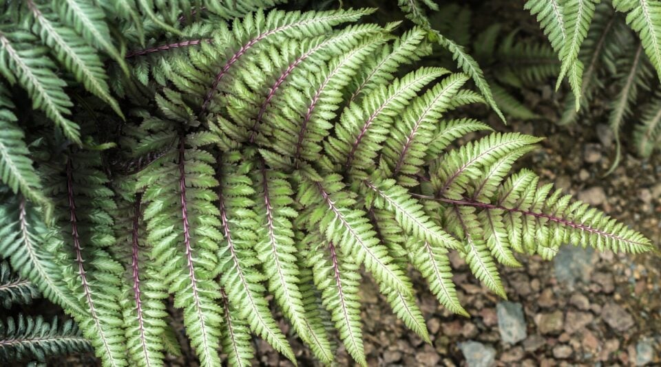 How to Plant, Grow, and Care For Japanese Painted Ferns
