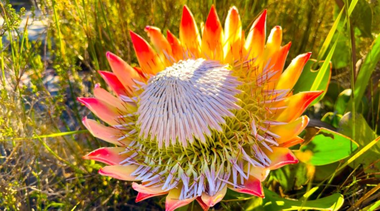 How to Plant, Grow, and Care for Protea Plants