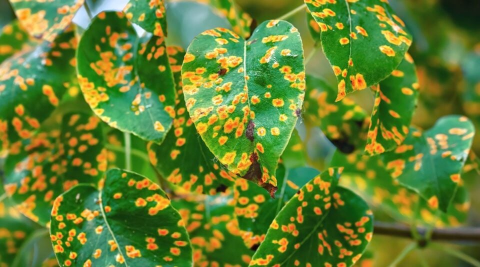 How to Treat 13 Common Garden Fungal Diseases