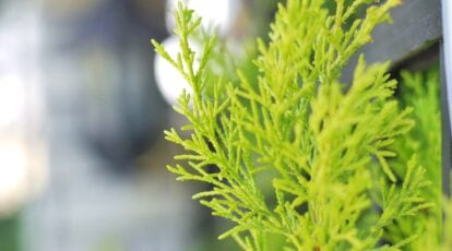 How to Plant, Grow, and Care for Lemon Cypress Trees