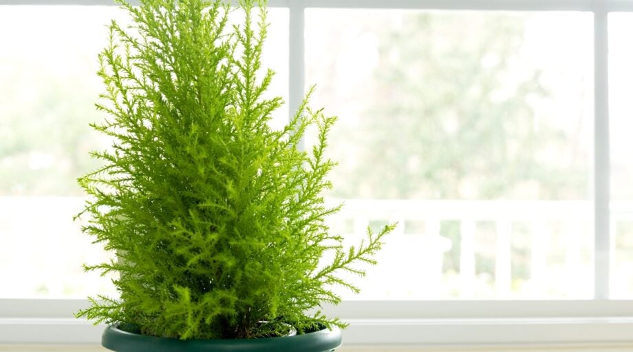 How to Plant, Grow, and Care for Lemon Cypress Trees