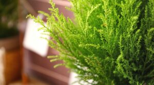 How to Plant, Grow, and Care for Lemon Cypress Trees