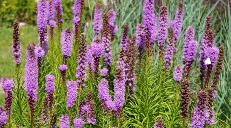 31 Recommended Native Plants For the Midwest