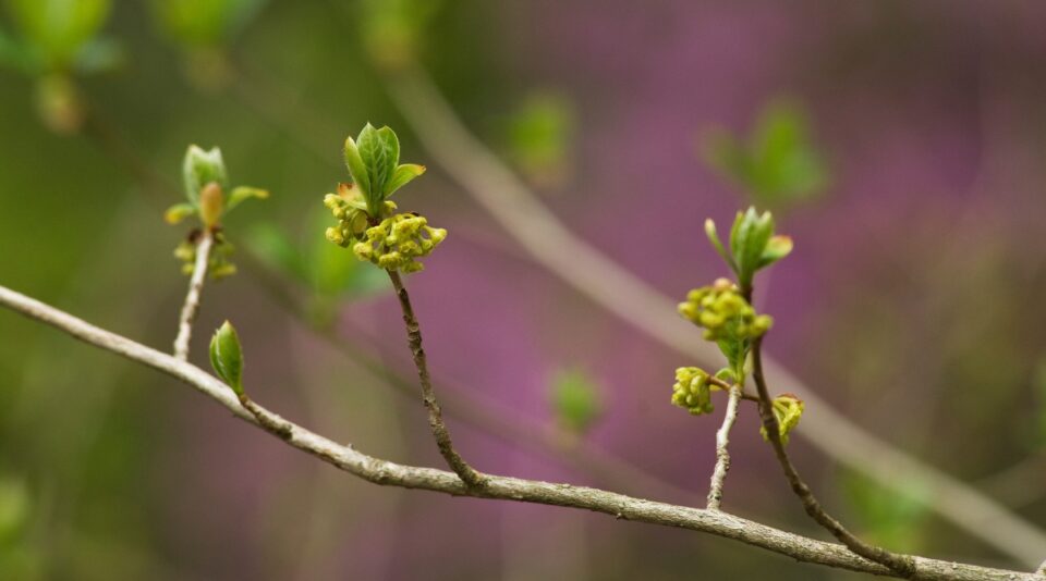 How to Plant, Grow, and Care for Spicebush
