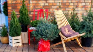 How to Choose, Care for, and Plant a Live Christmas Tree