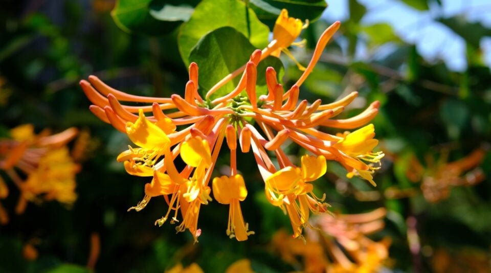 How to Plant, Grow, and Care for Coral Honeysuckle